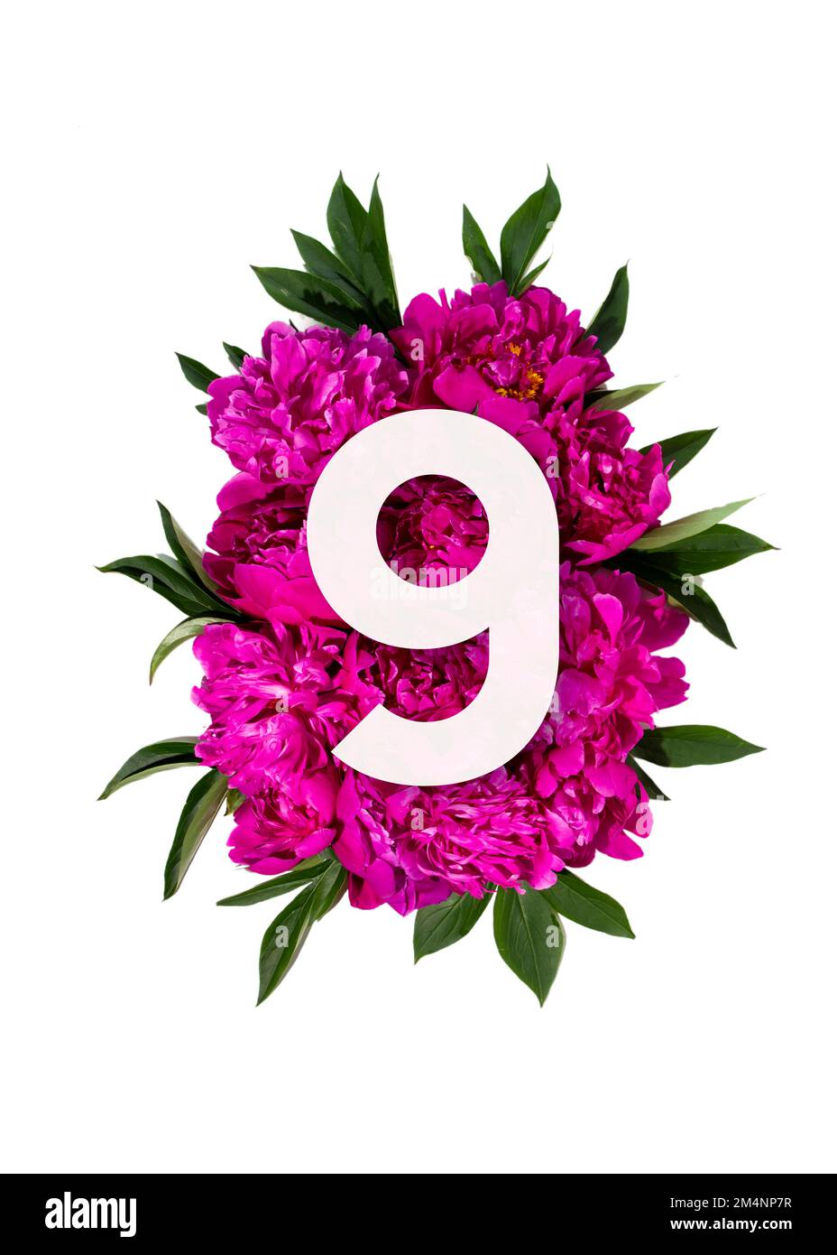 Layout with pink peonies flowers and white number nine sign. Flat lay ...