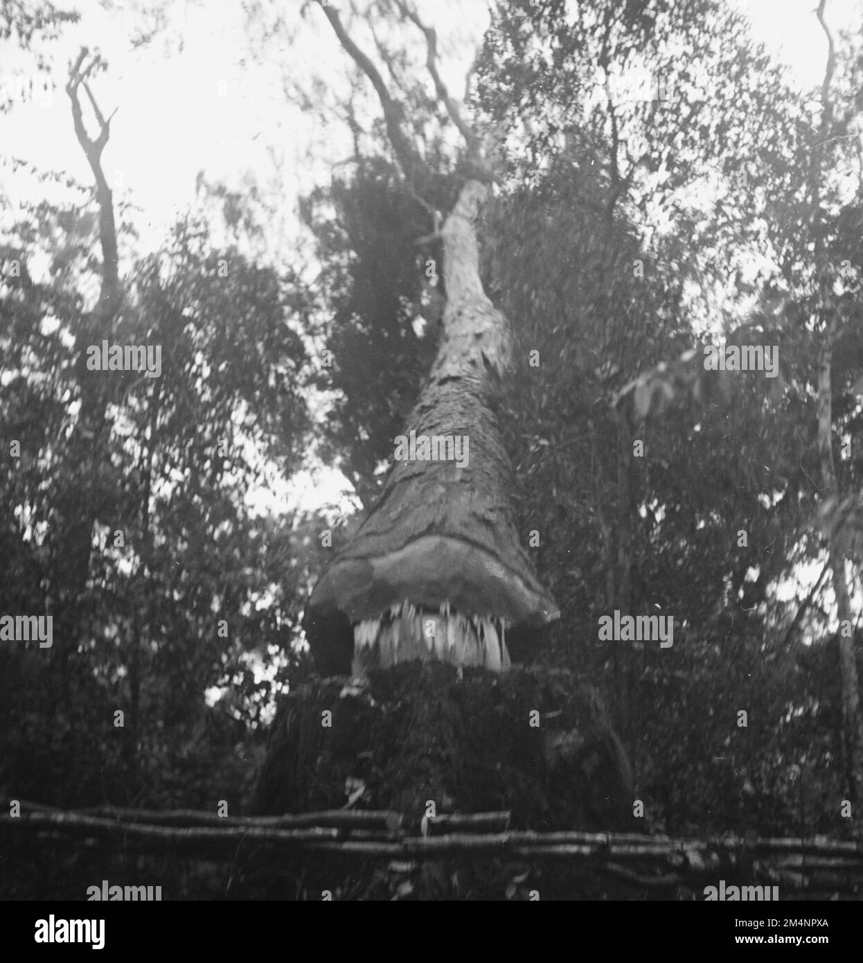 Magazine Unit - Logging in the Gabon. Photographs of Marshall Plan ...