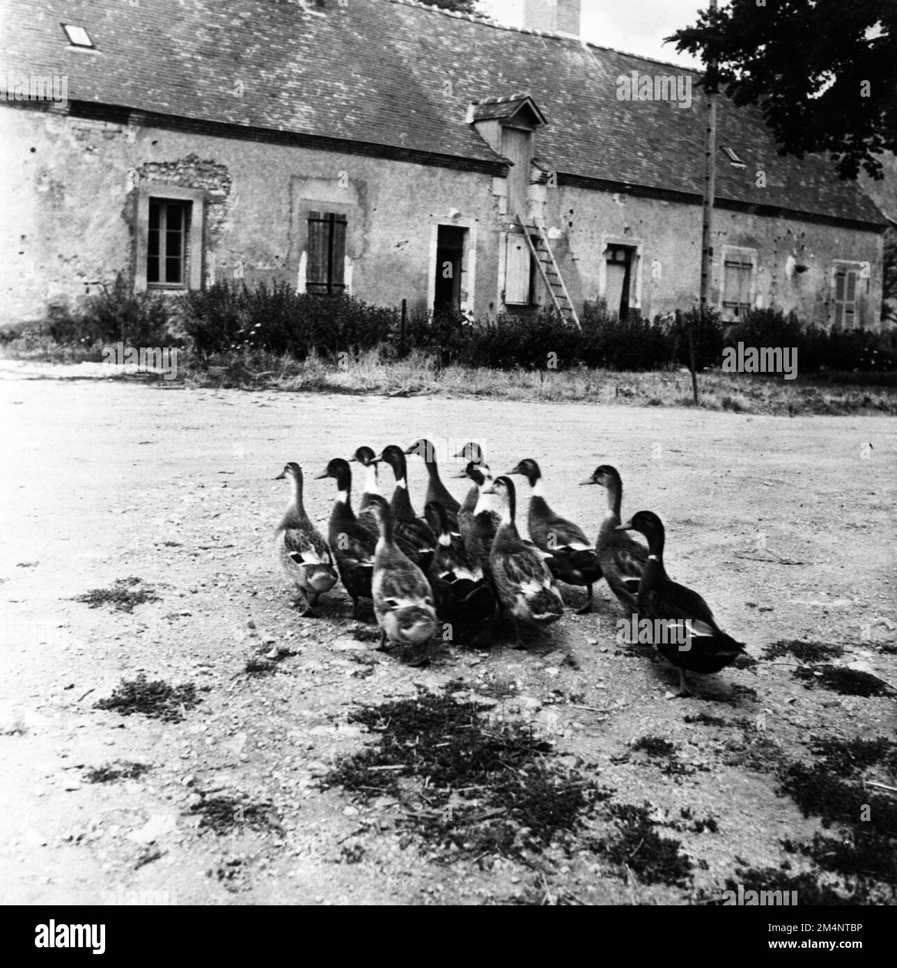 Agriculture - French Farms Modernize. Photographs of Marshall Plan ...