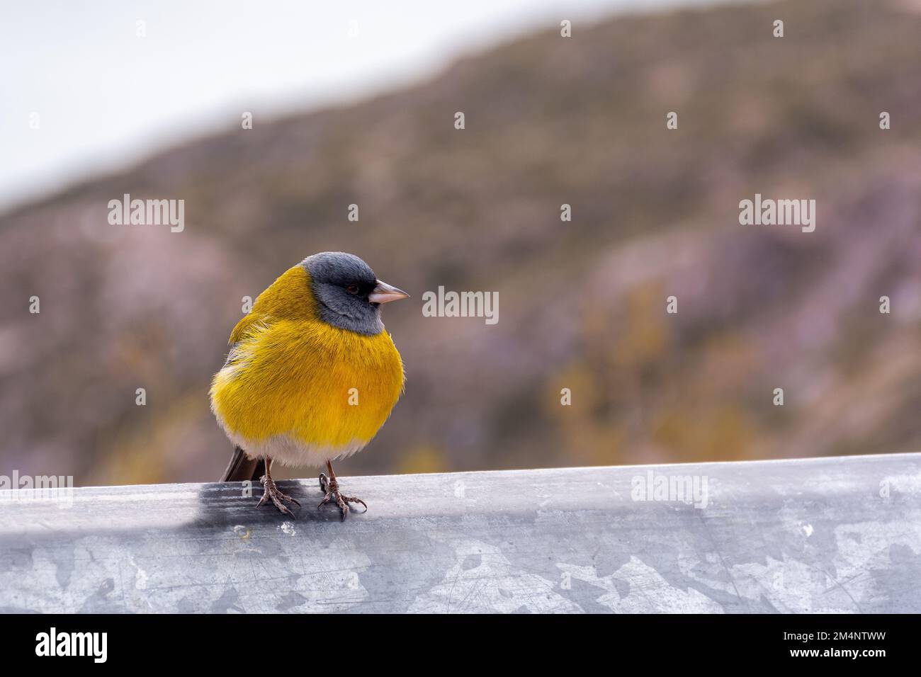 A Gray-hooded sierra finch bird standing on stone fence with blur ...