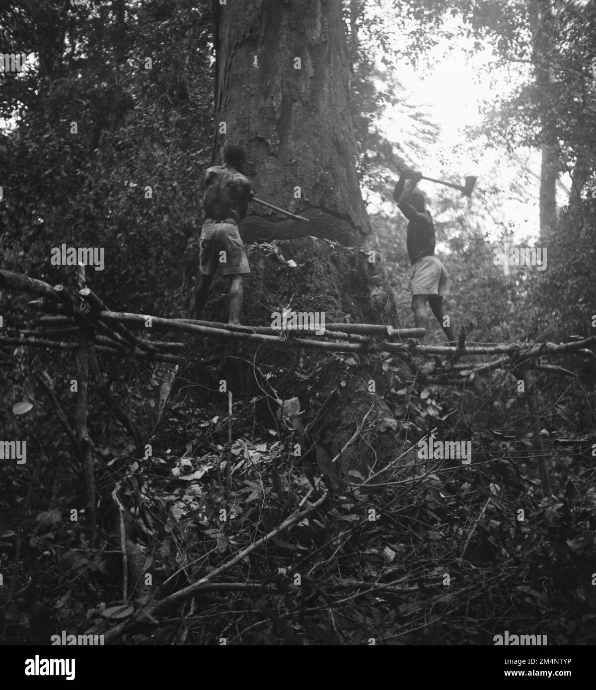 Magazine Unit - Logging in the Gabon. Photographs of Marshall Plan ...