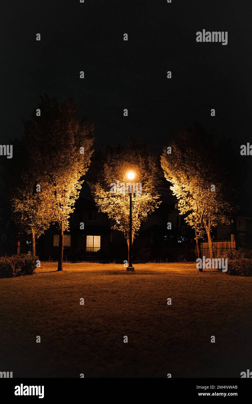 A night view of trees with illuminating street lamp in the garden Stock ...