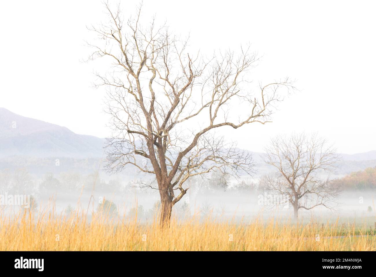 TN00128-00....Tennessee -Oak trees in Cades Cove, Great Smoky Mountains ...