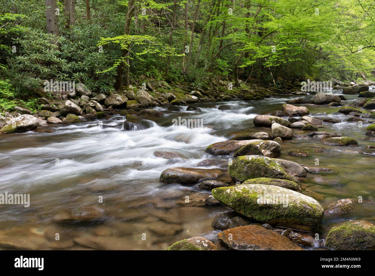 TN00134-00....Tennessee -Middle Prong of the Little River, Great Smoky ...