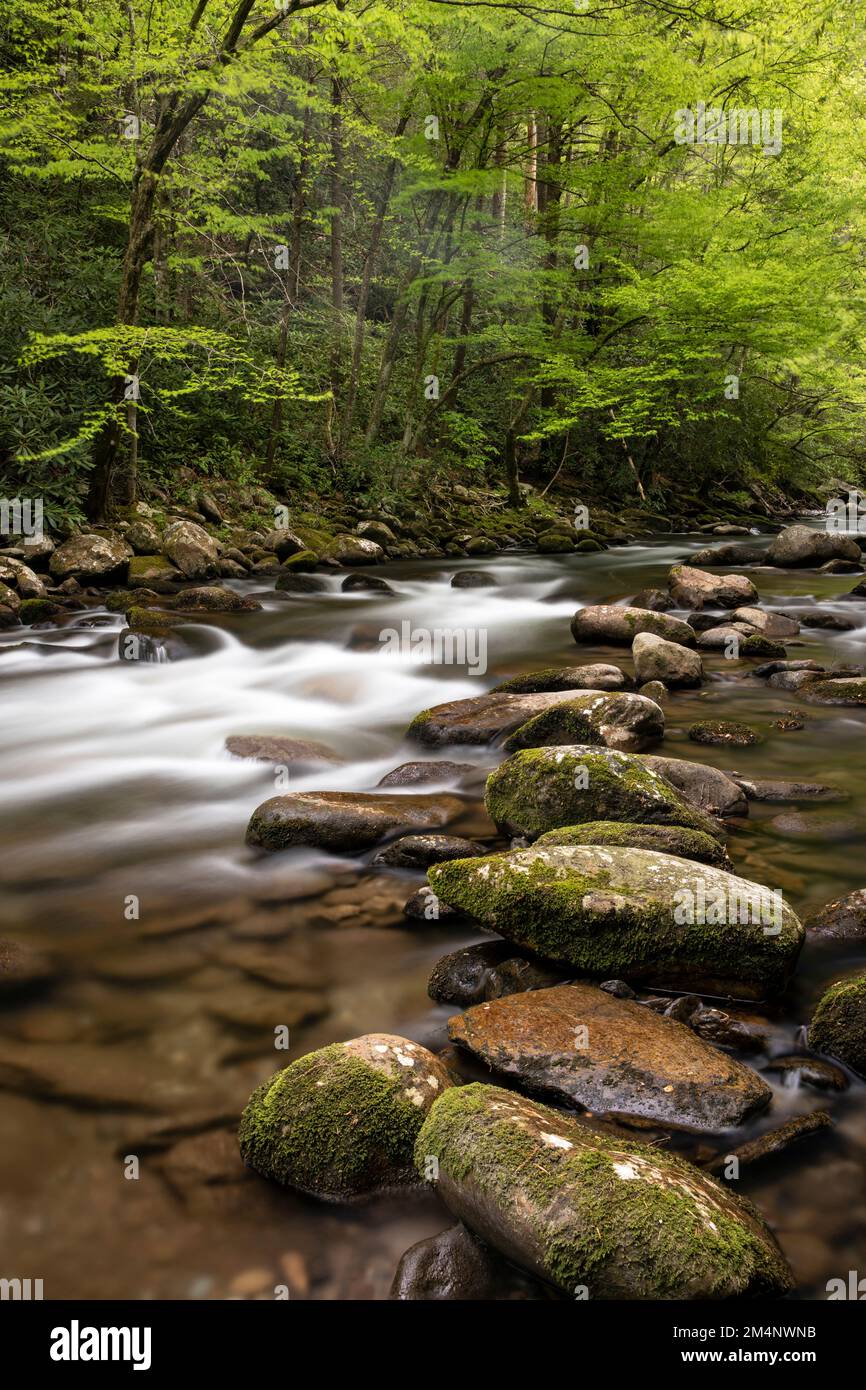 TN00135-00....Tennessee -Middle Prong of the Little River, Great Smoky ...