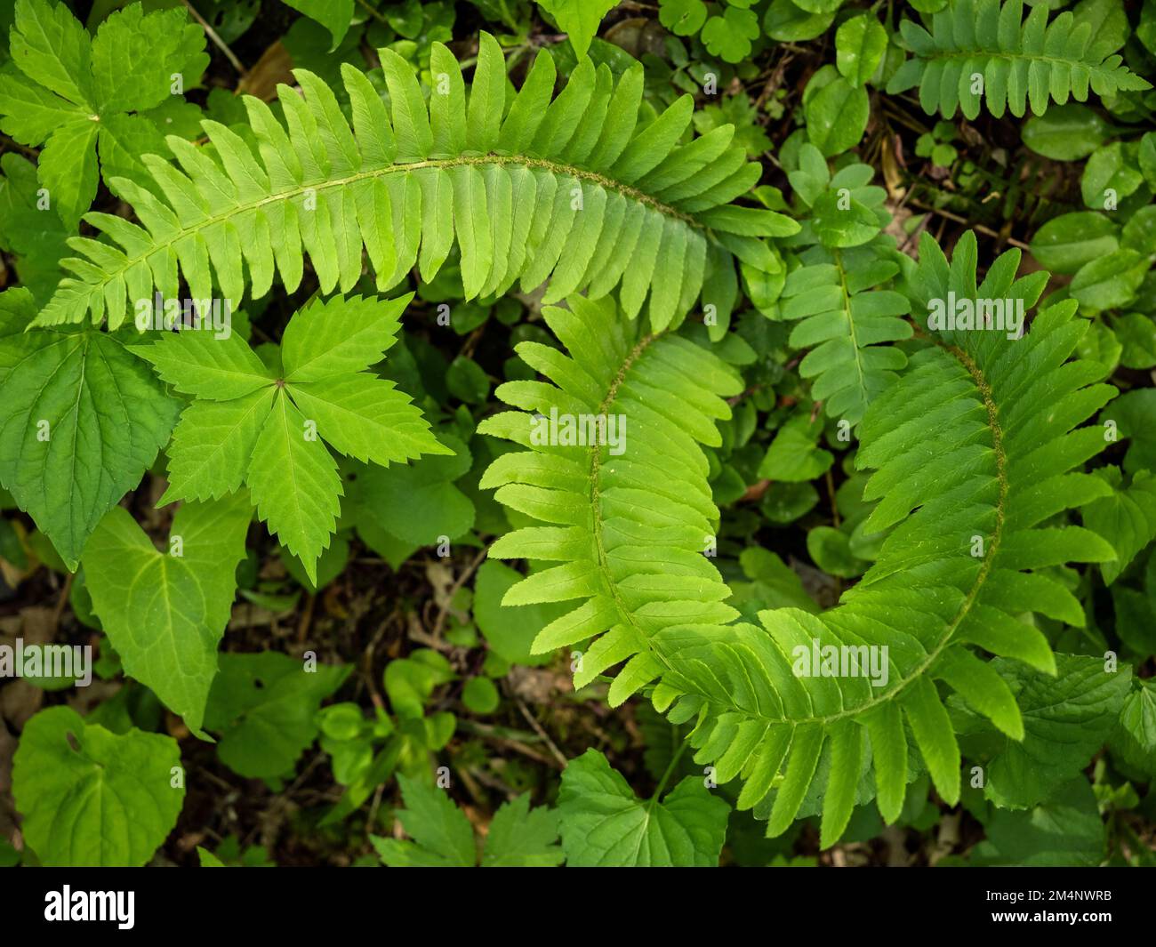 TN00143-00....Tennessee - Detail of mixed ground cover in Great Smoky ...