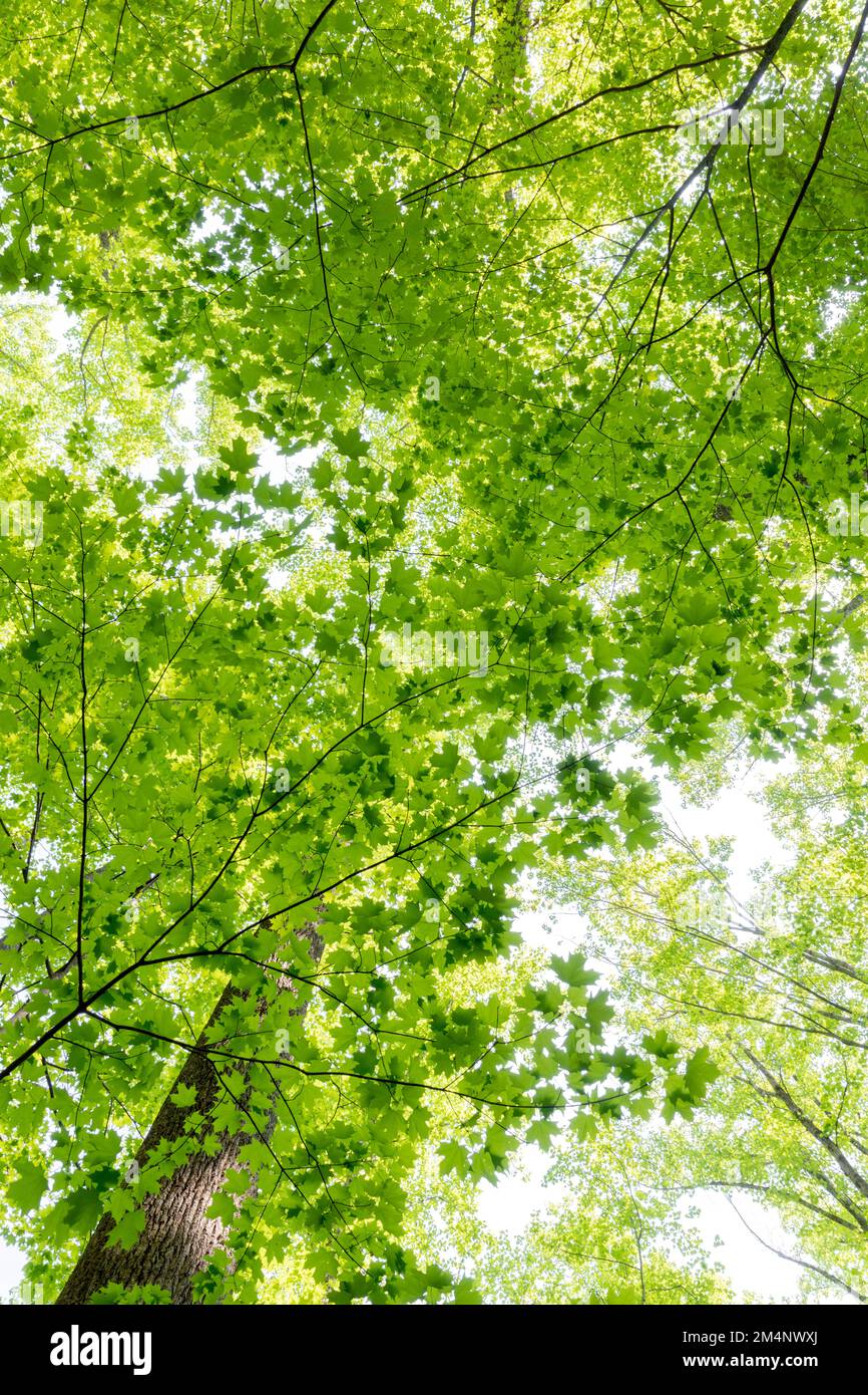 Maple leaf great smoky mountains national park hi-res stock photography ...