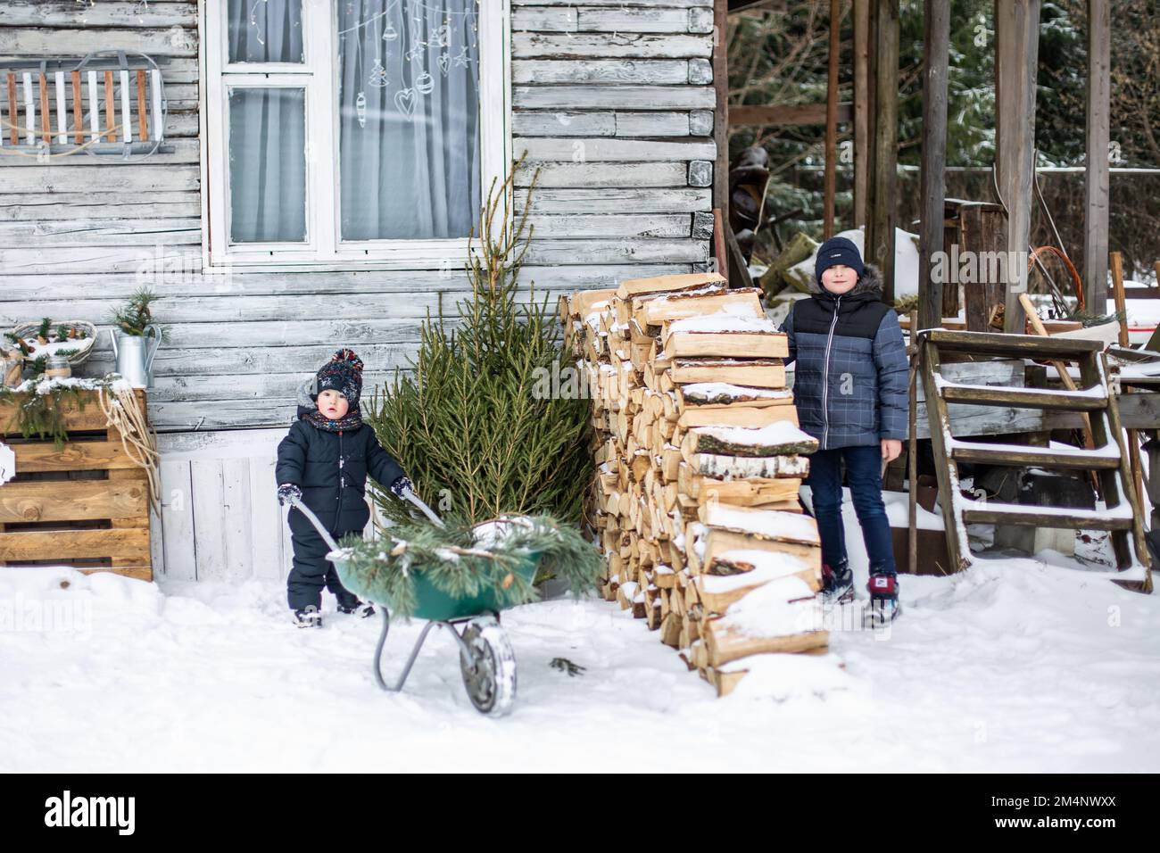 Little boy carries a Christmas tree on a sled to home Stock Photo - Alamy