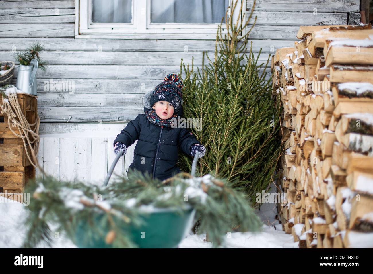 Little boy carries a Christmas tree on a sled to home Stock Photo - Alamy