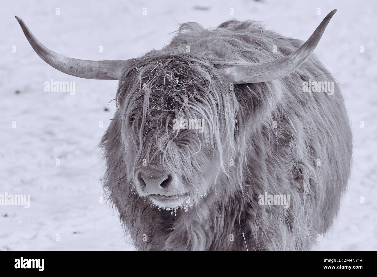 Scottish farm in winter hi-res stock photography and images - Alamy