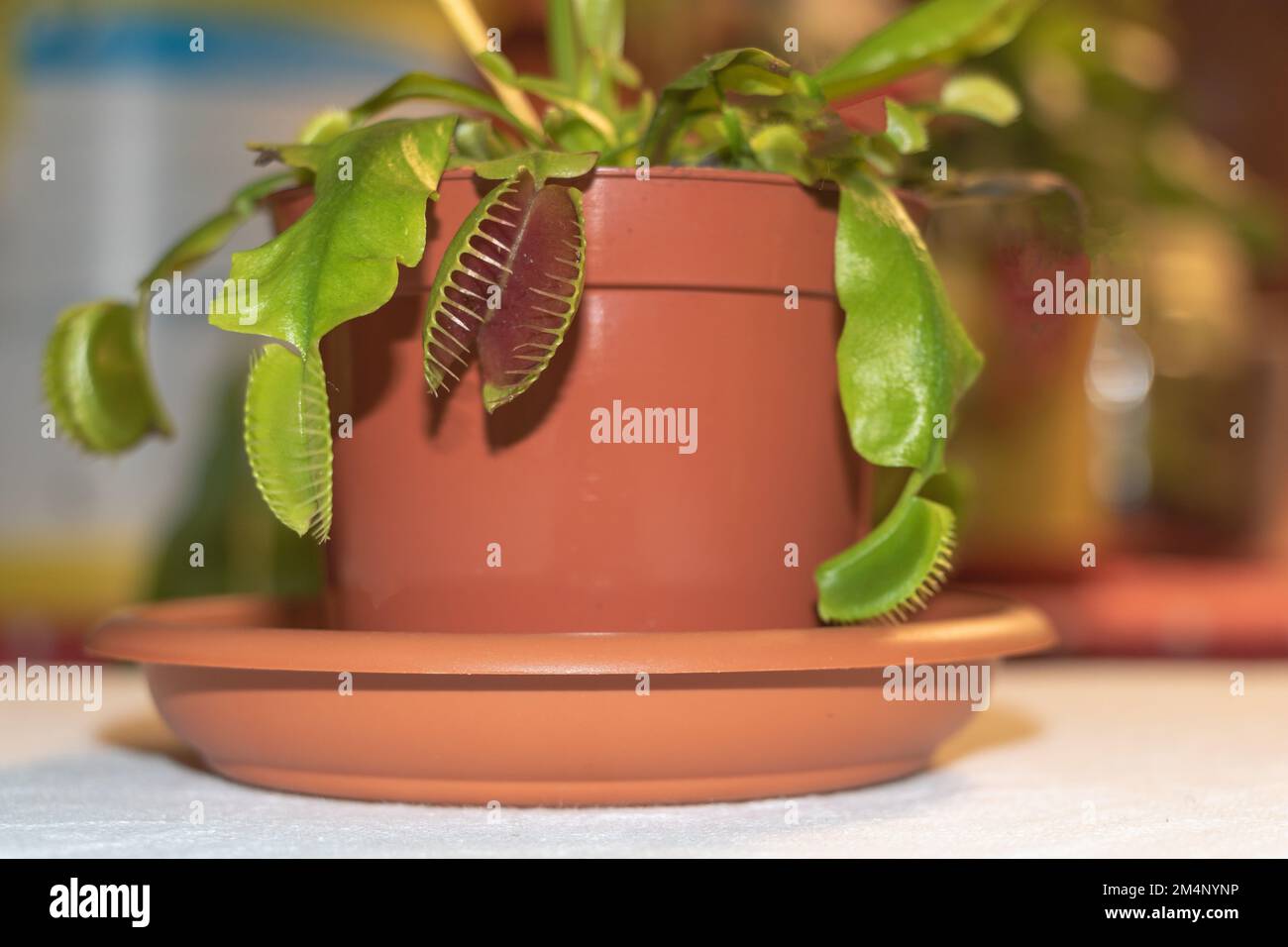 Close up shot of a Venus fly trap Carnivore plant indoor Stock Photo ...