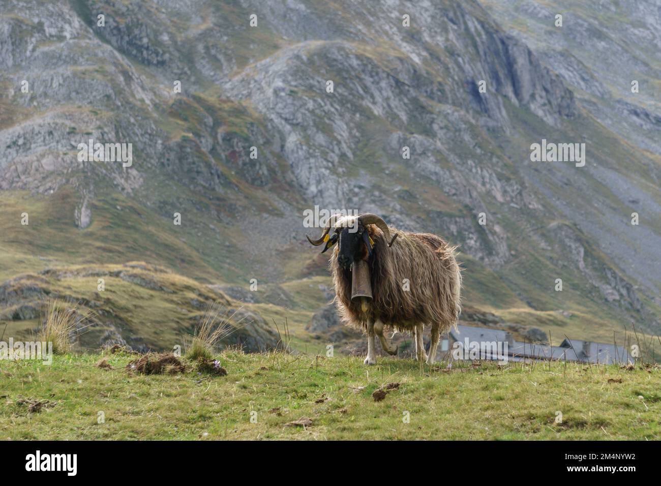 Sheep farm in pyrenees mountains hi-res stock photography and images ...