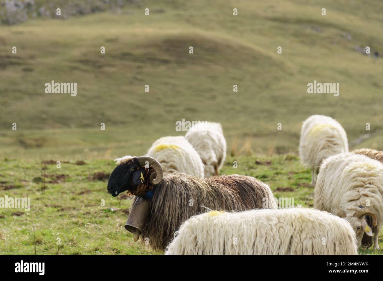 Black sheep with bell at the neck in the pyrenees Mountains, Nouvelle ...