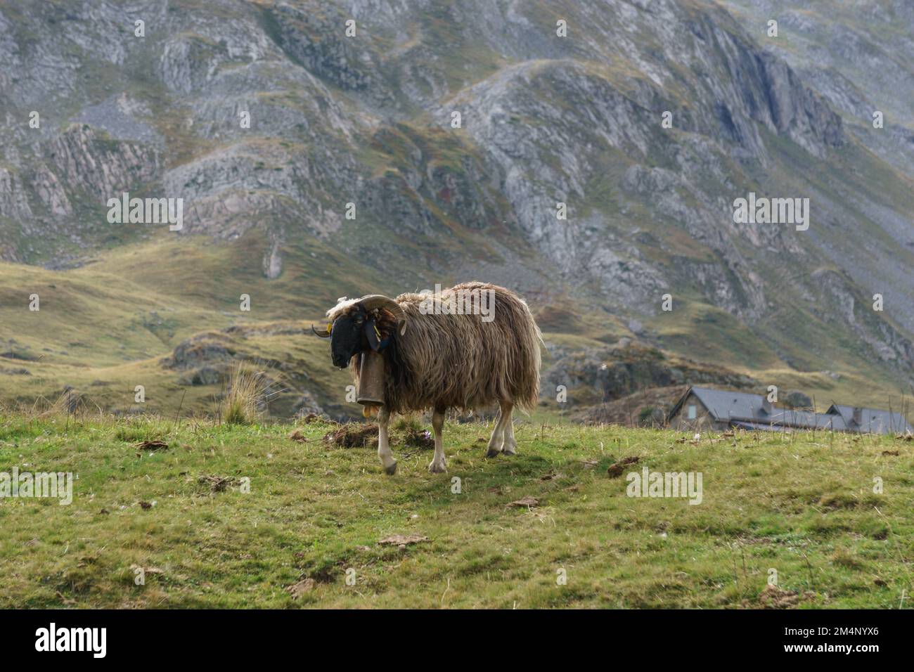 Sheep with bell at the neck in the pyrenees Mountains, France Stock ...