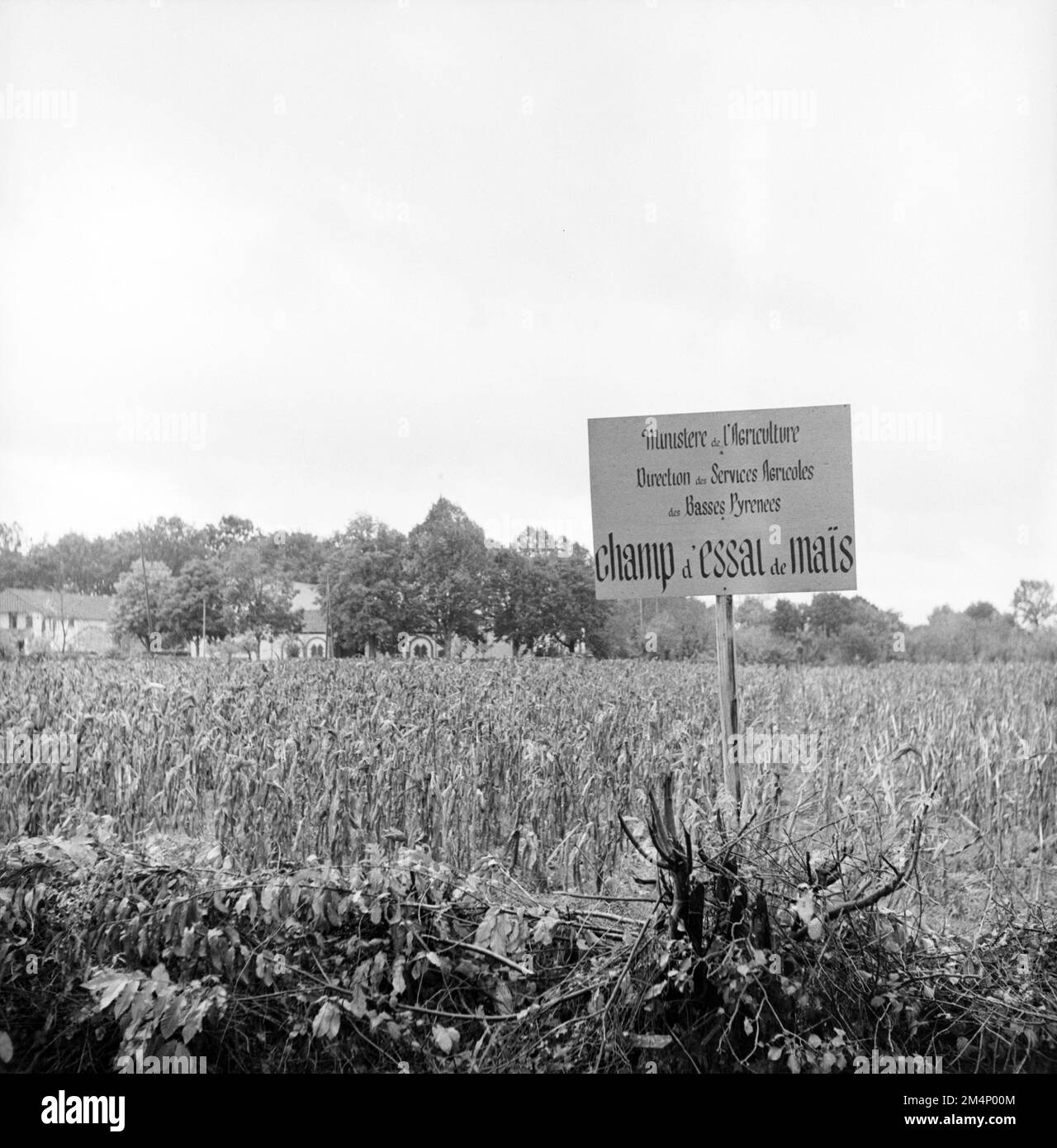 Hybrid Corn - Visit to the Madeleine Farm Near Pau. Photographs of ...