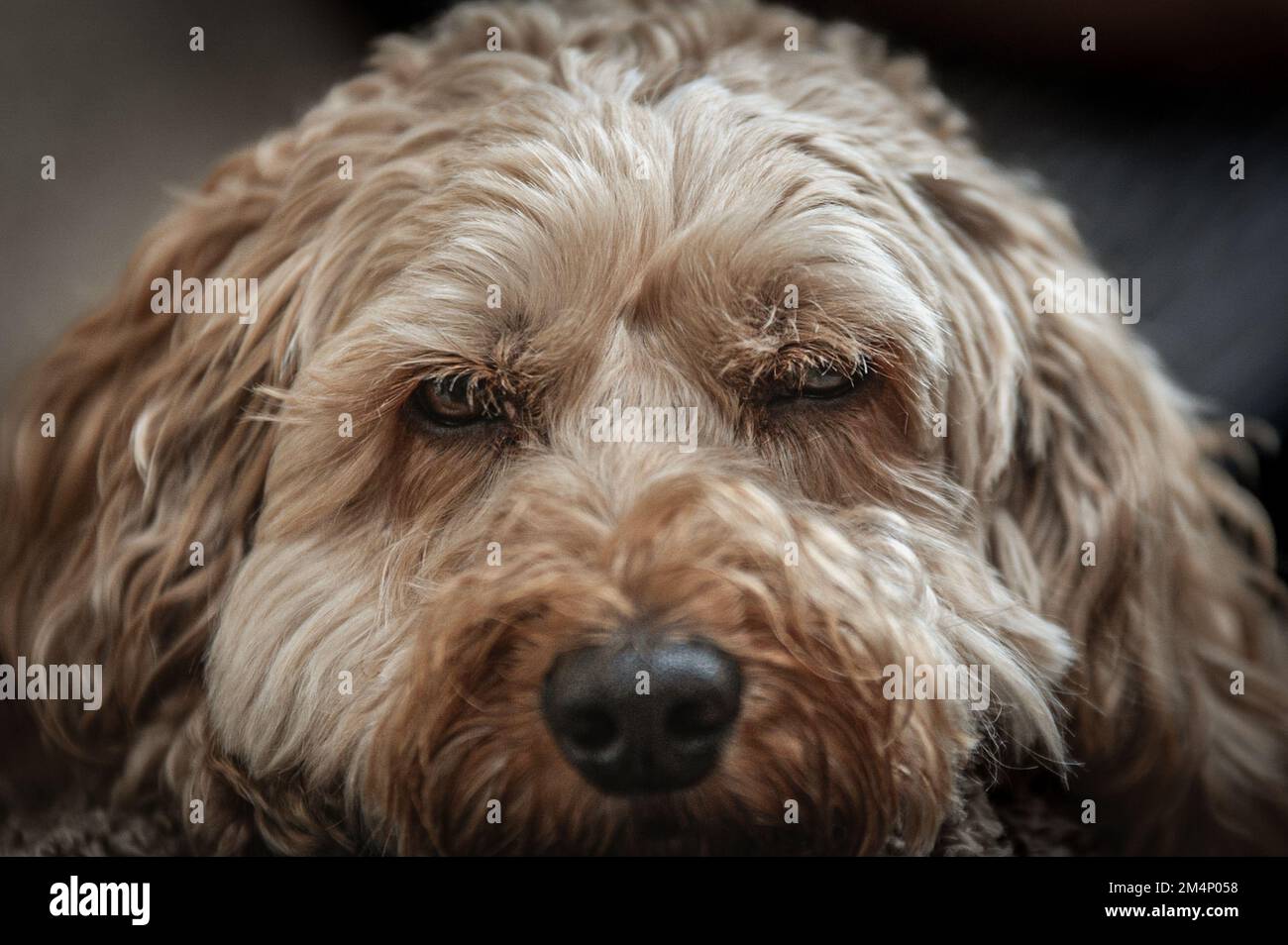 The furry face of a brown Labradoodle in closeup Stock Photo - Alamy