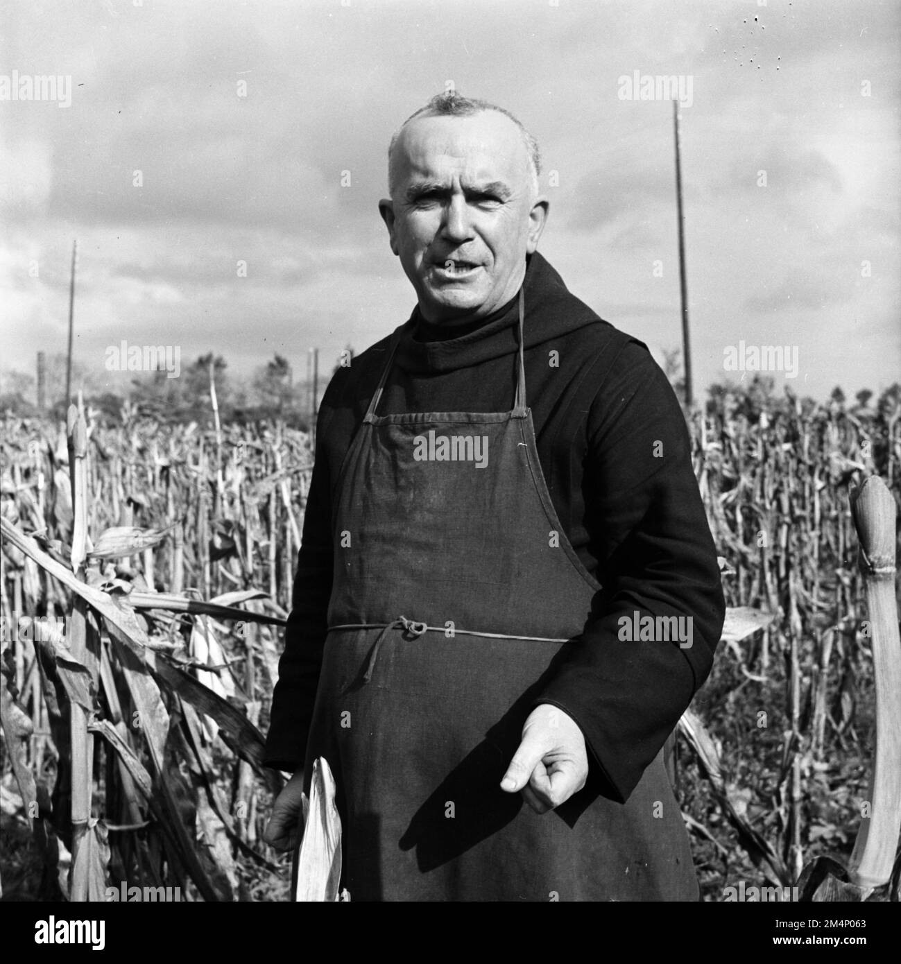 Hybrid Corn - Visit to the Madeleine Farm Near Pau. Photographs of ...