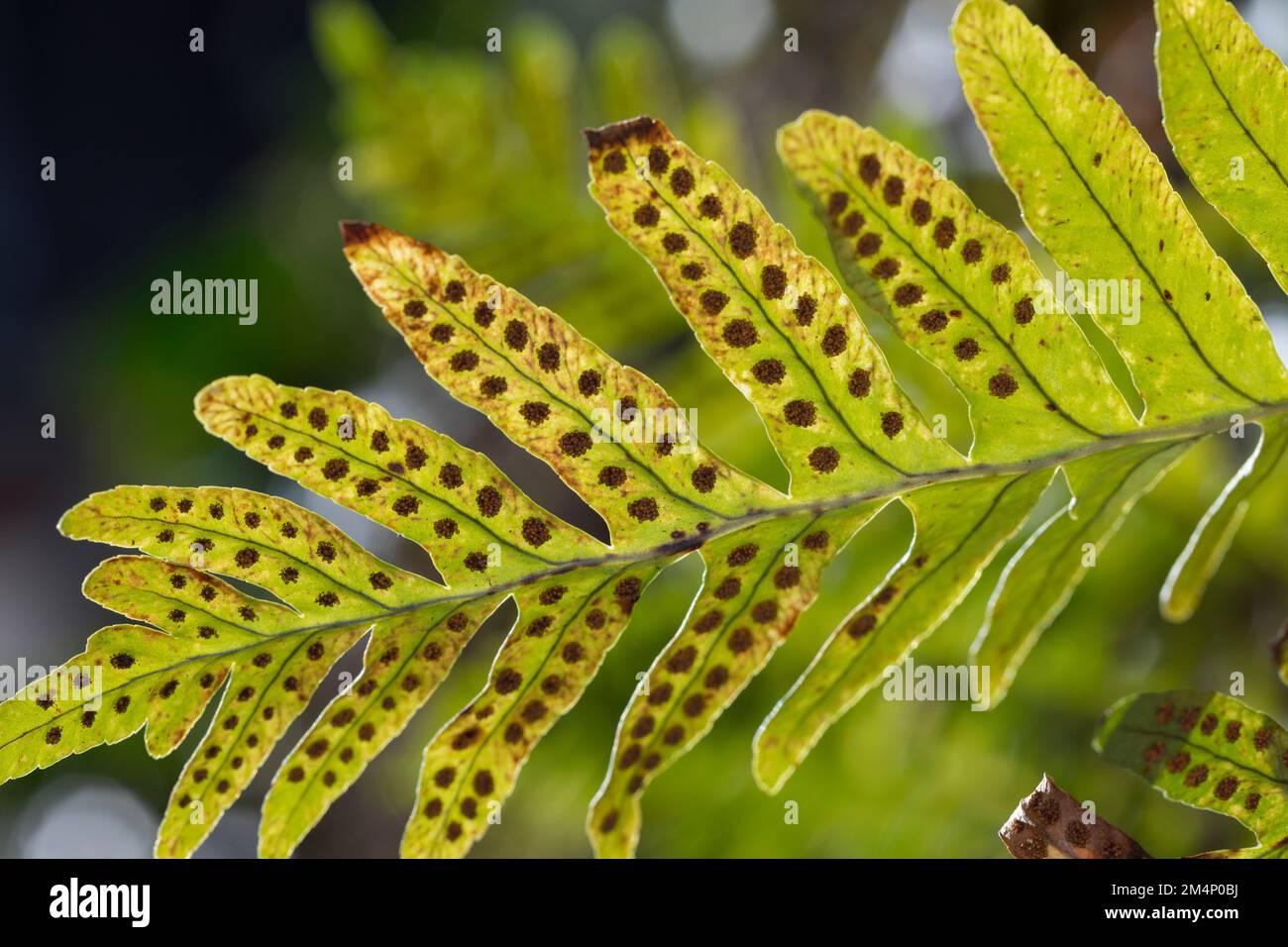 Gewöhnlicher Tüpfelfarn, Tüpfelfarn, Sori auf der Blattunterseite ...