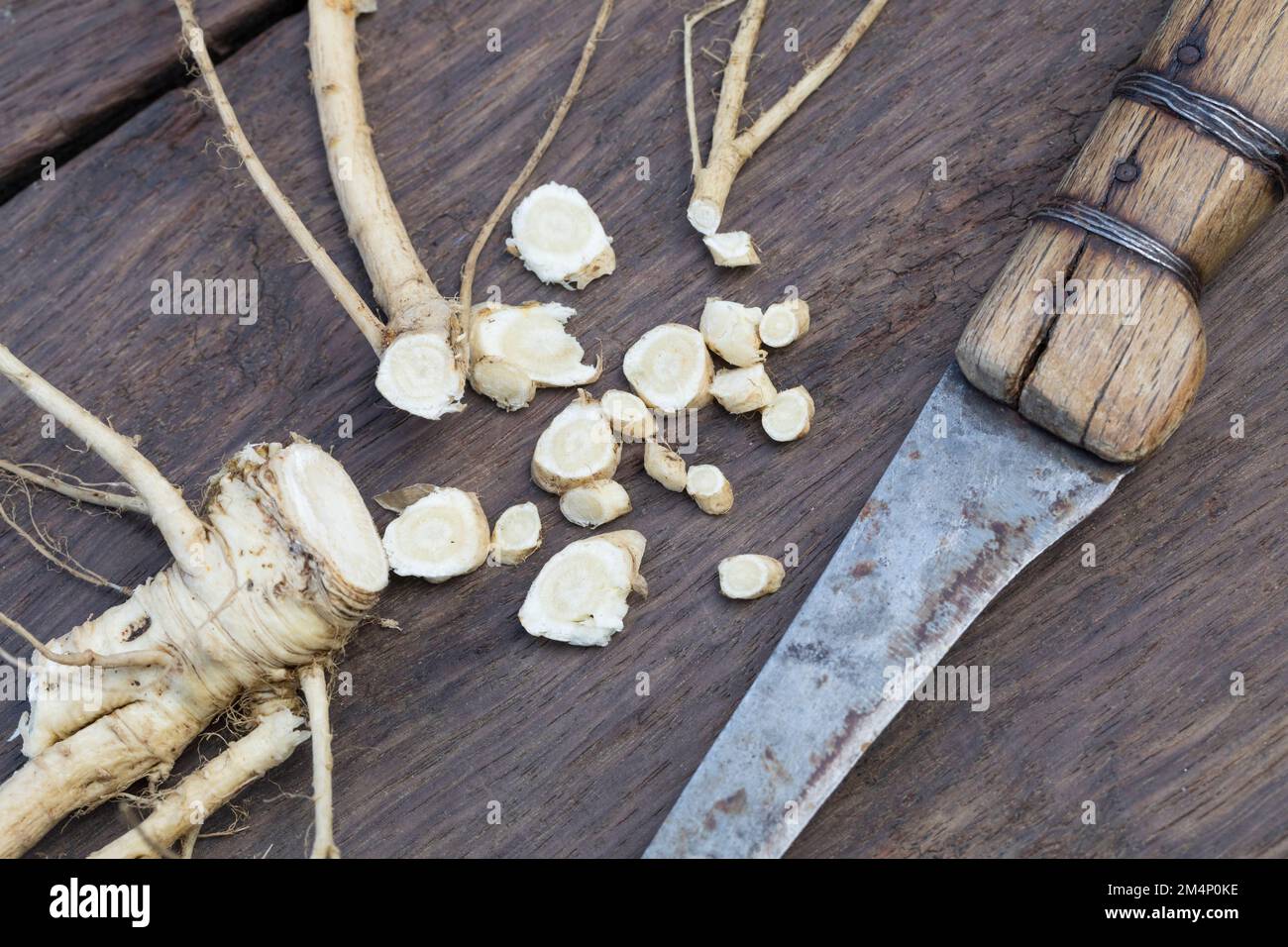 Wald-Engelwurz, Wurzel, Wurzeln, Engelwurz-Wurzel, Engelwurzwurzel ...