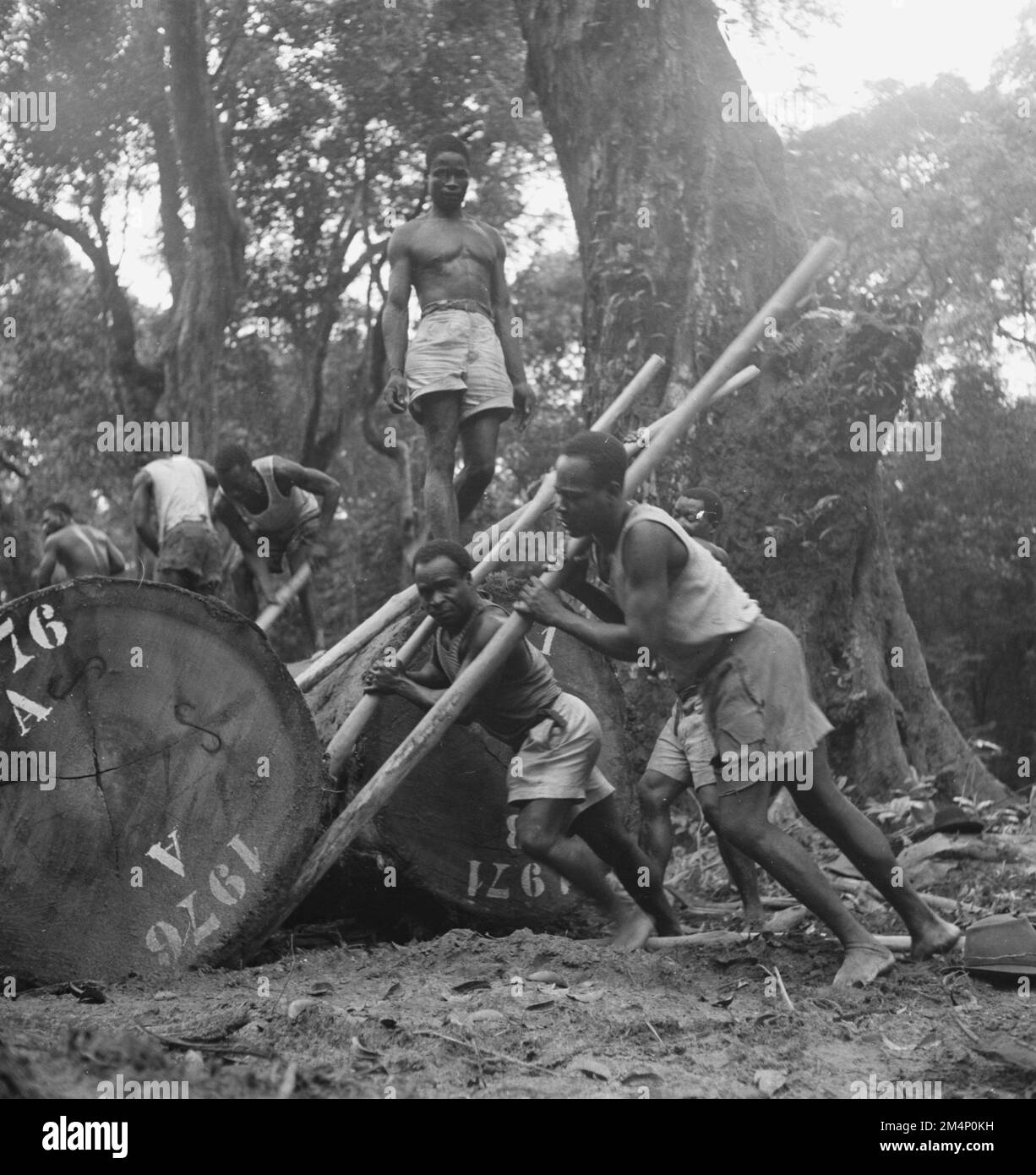 Magazine Unit - Logging in the Gabon. Photographs of Marshall Plan ...