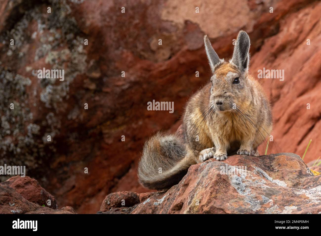 A selective of southern viscacha (Lagidium viscacia) on rocks Stock ...
