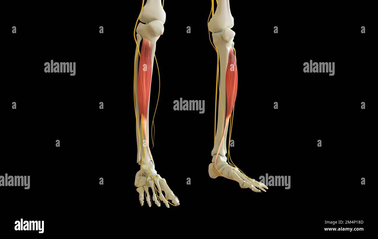 Tibialis Anterior Muscle anatomy for medical concept 3D illustration ...