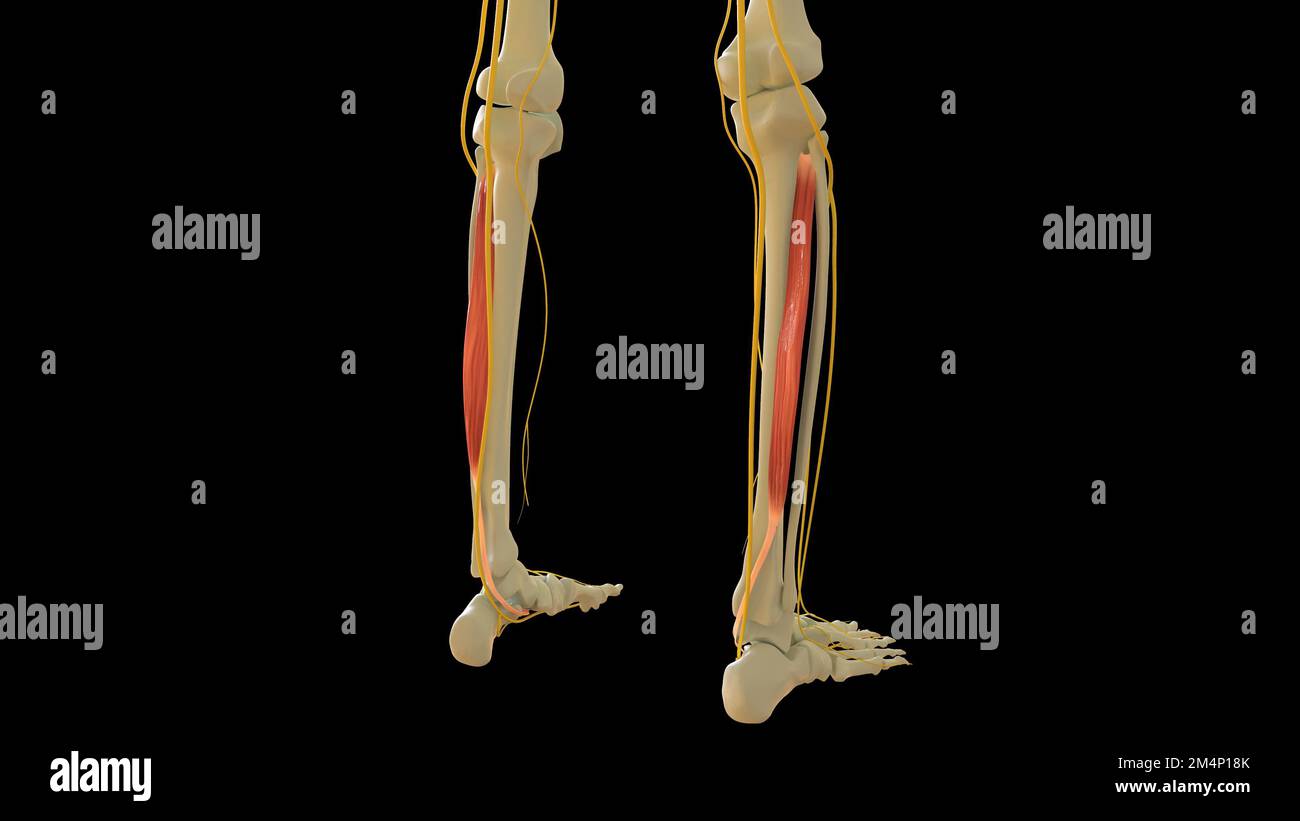 Tibialis Posterior Muscle anatomy for medical concept 3D illustration ...