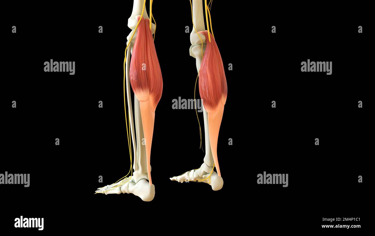 Gastrocnemius Muscle anatomy for medical concept 3D illustration Stock ...