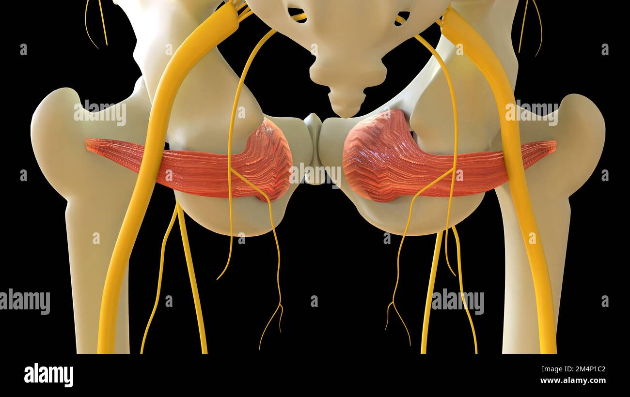 Sacrotuberous ligament hi-res stock photography and images - Alamy