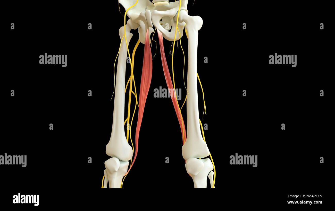 Gracilis Muscle anatomy for medical concept 3D illustration Stock Photo ...