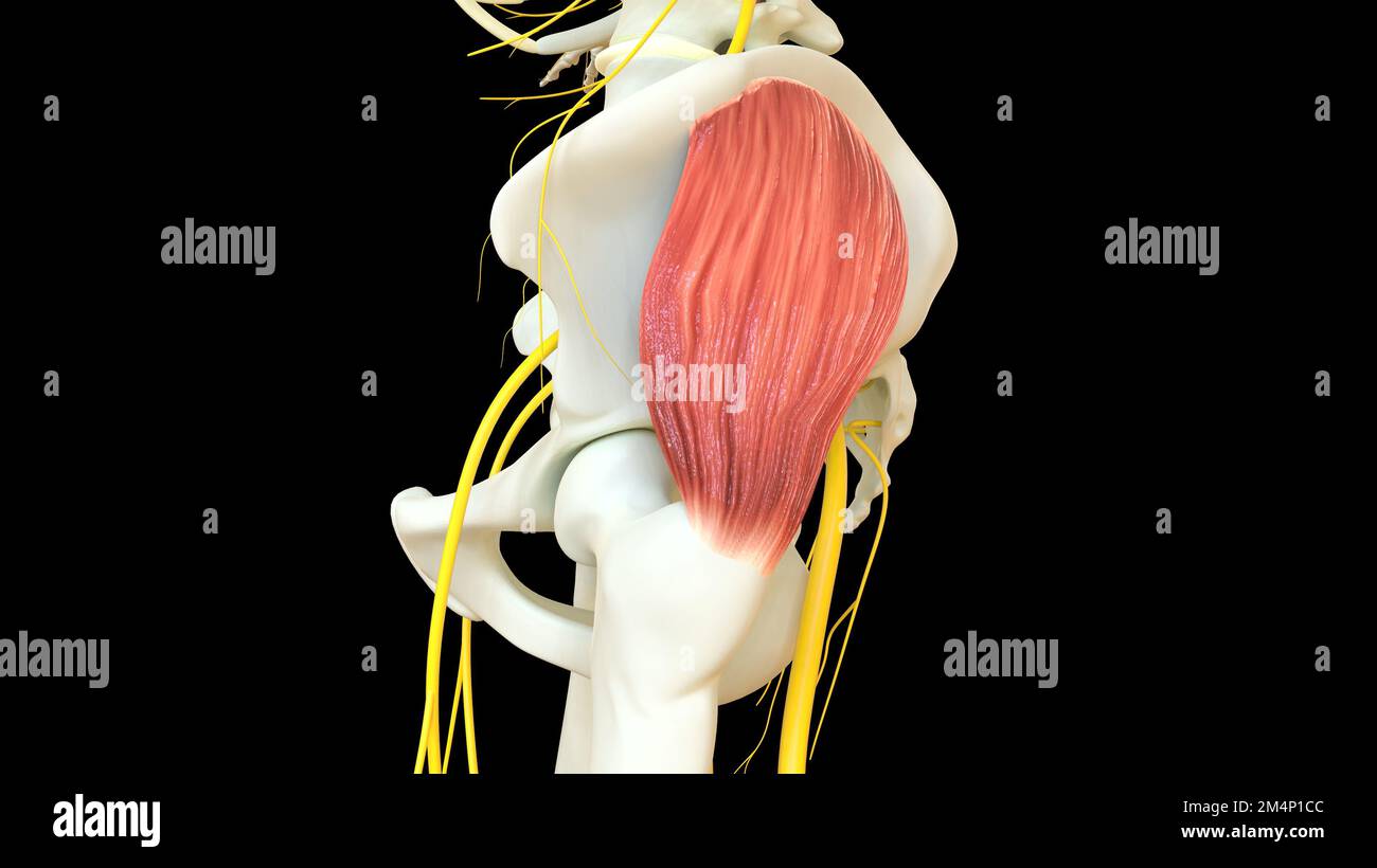 Gluteus Medius Muscle anatomy for medical concept 3D illustration Stock ...