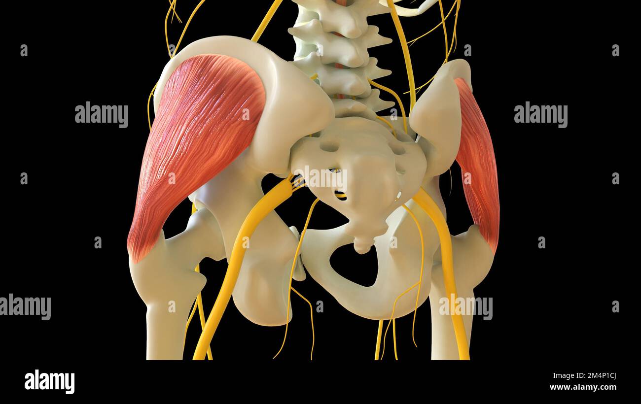 Gluteus Medius Muscle anatomy for medical concept 3D illustration Stock ...
