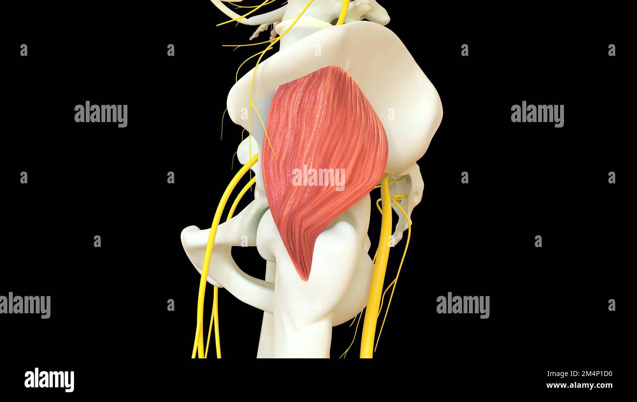 Gluteus Minimus Muscle anatomy for medical concept 3D illustration ...