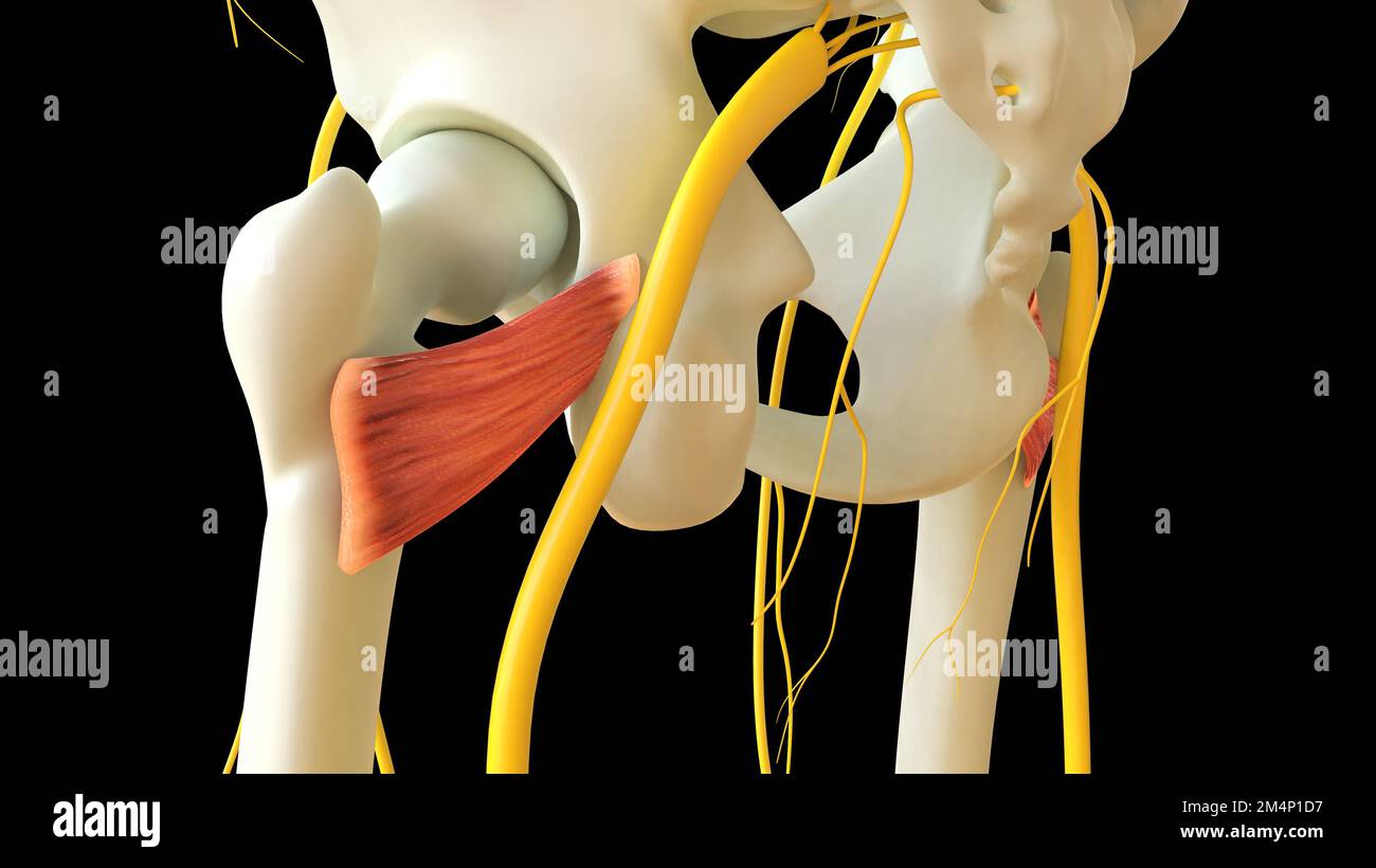 Quadriceps Femoris Muscle anatomy for medical concept 3D illustration ...