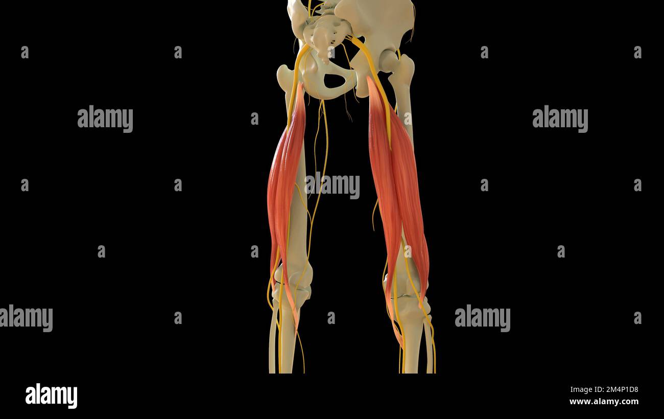 Bicep femoris muscle anatomy medical hi-res stock photography and ...