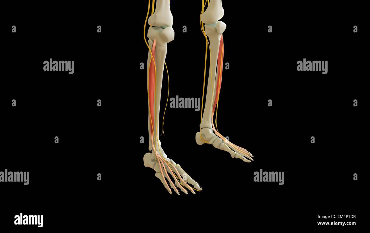 Extensor Digitorum Longus Muscle anatomy for medical concept 3D ...