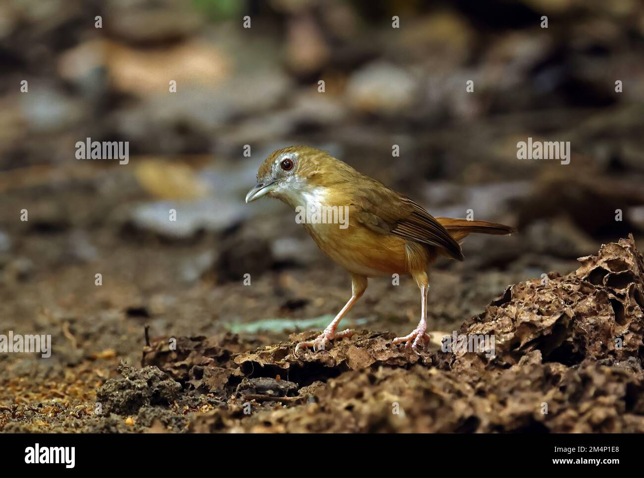 Abbott's Babbler (Malacocincla abbotti) adult standing on forest floor ...
