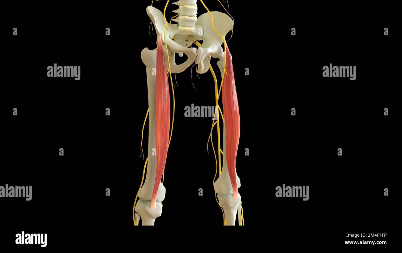 Rectus Femoris Muscle anatomy for medical concept 3D illustration Stock ...