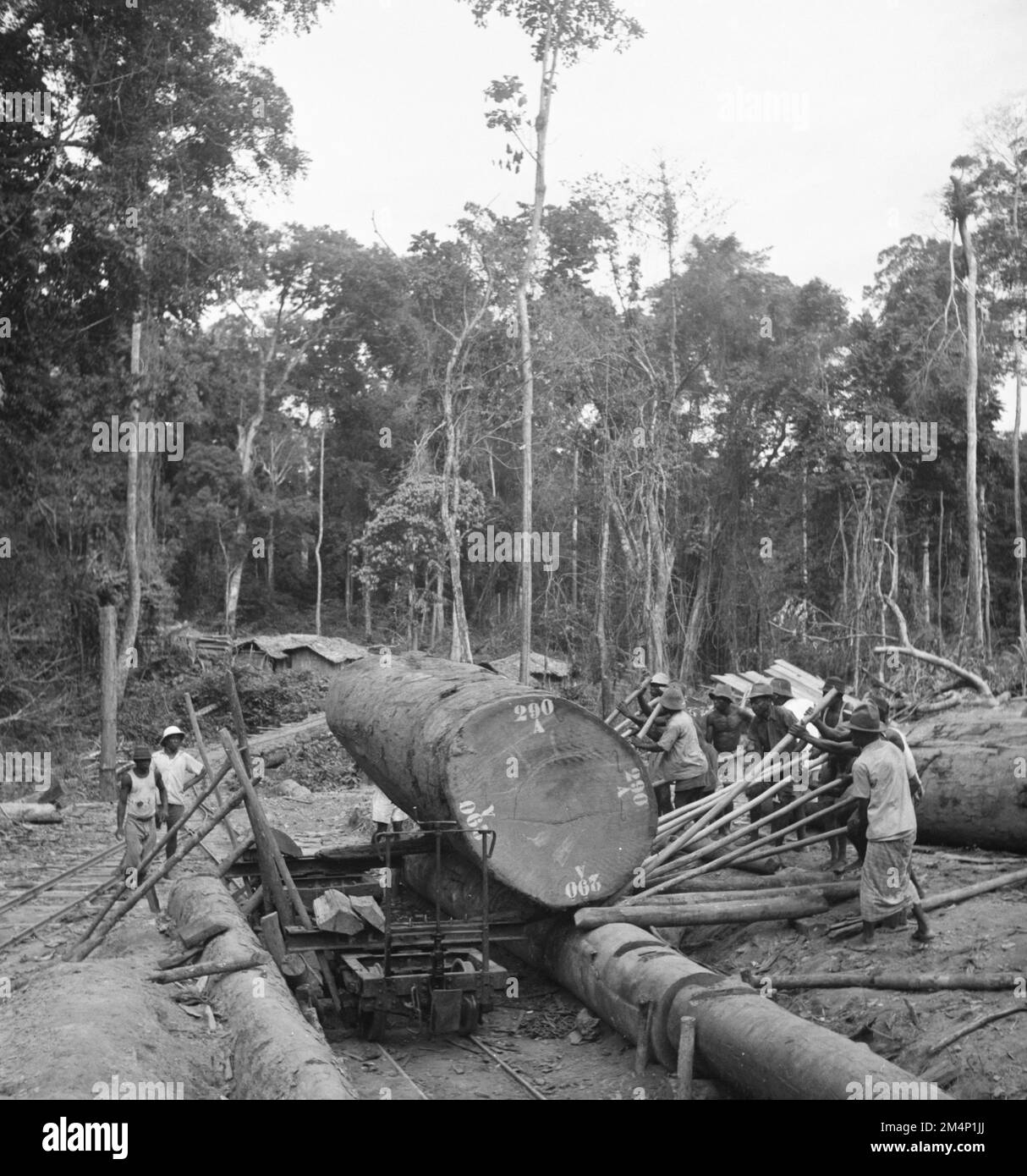 Magazine Unit - Logging in the Gabon. Photographs of Marshall Plan ...
