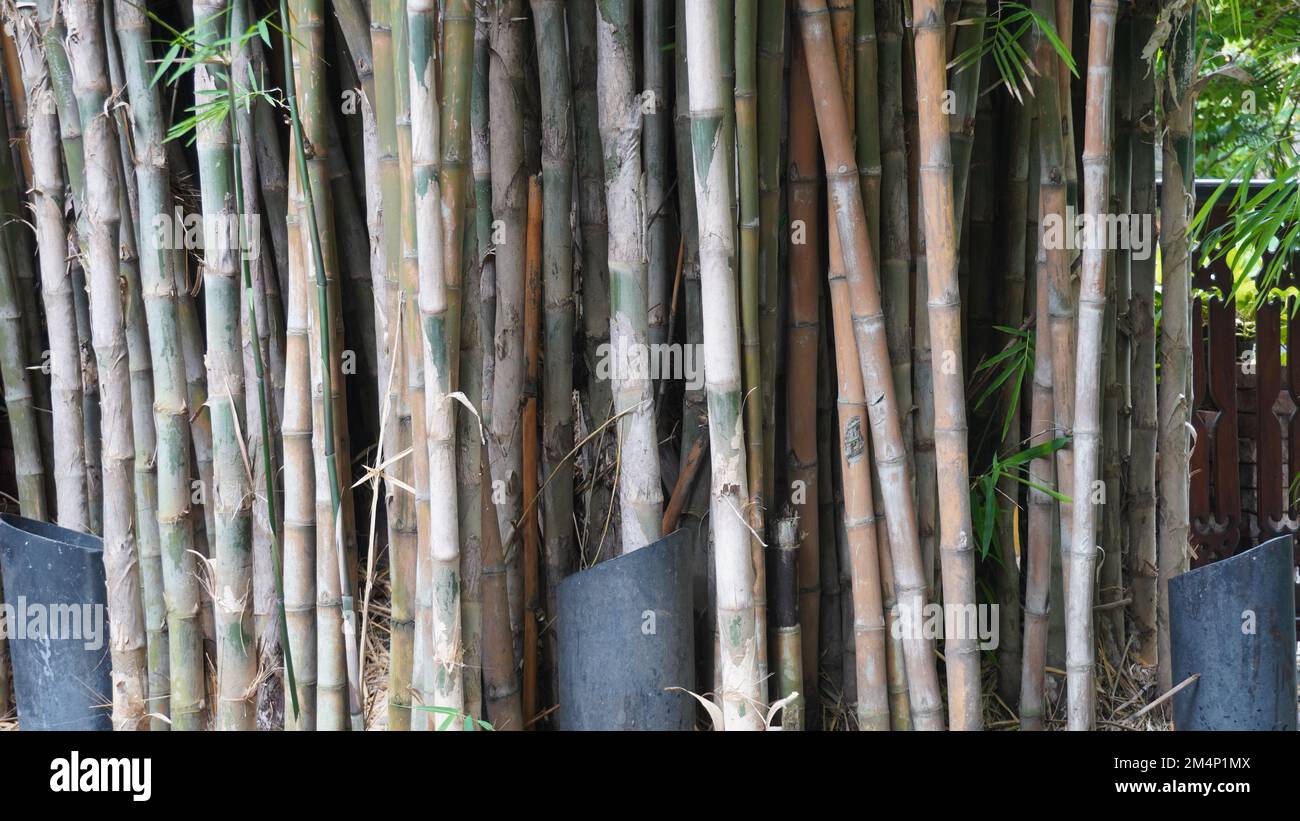 Yellow shady bamboo tree in the garden publics park near Javanese ...