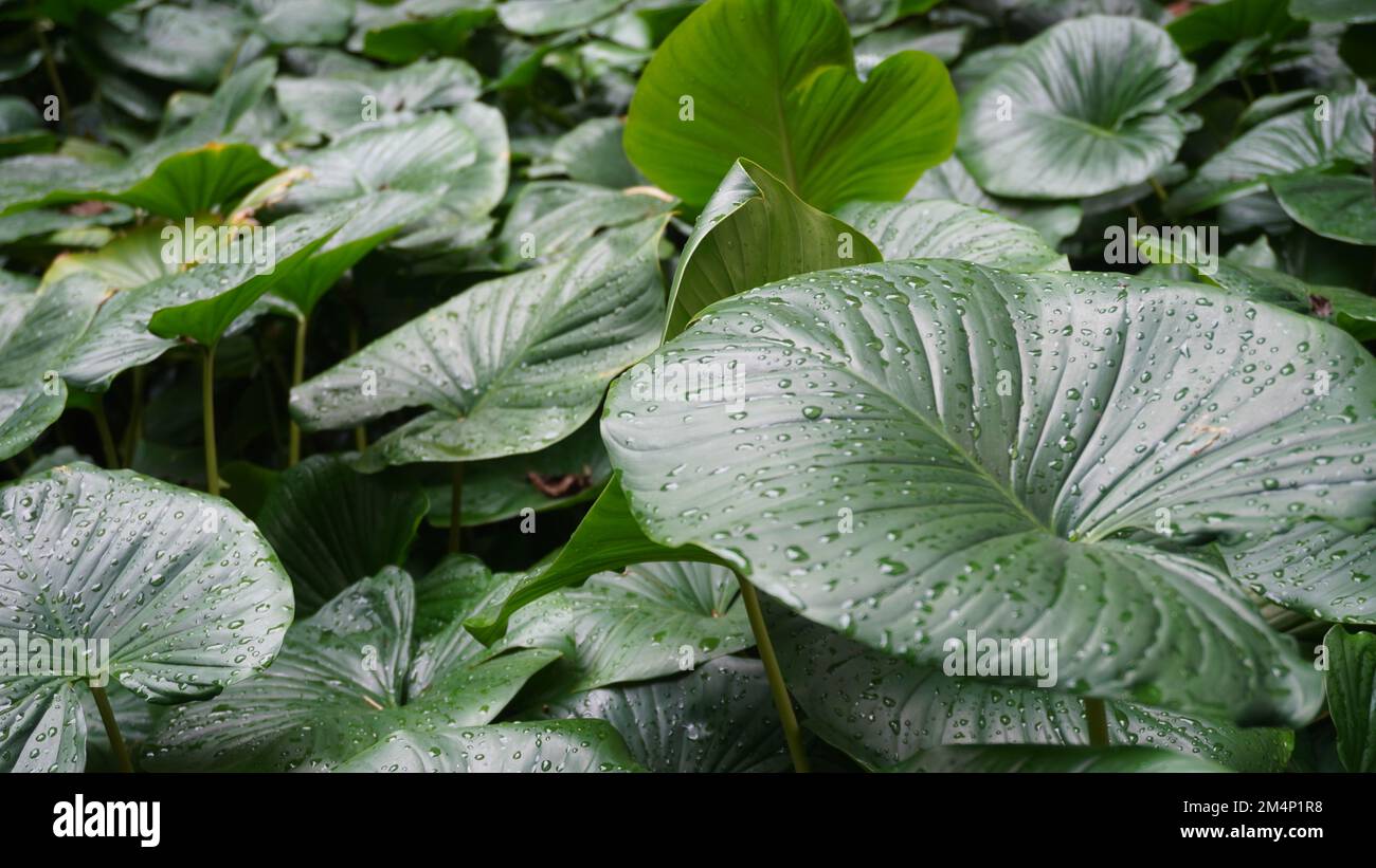 homalomena rubescens decorative plants blowing by the wind. Green leaf ...