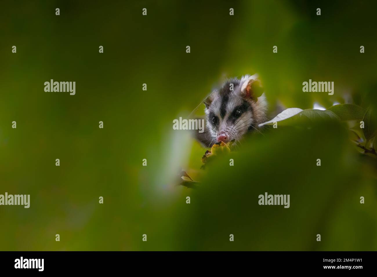 Didelphis marsupialis hi-res stock photography and images - Alamy