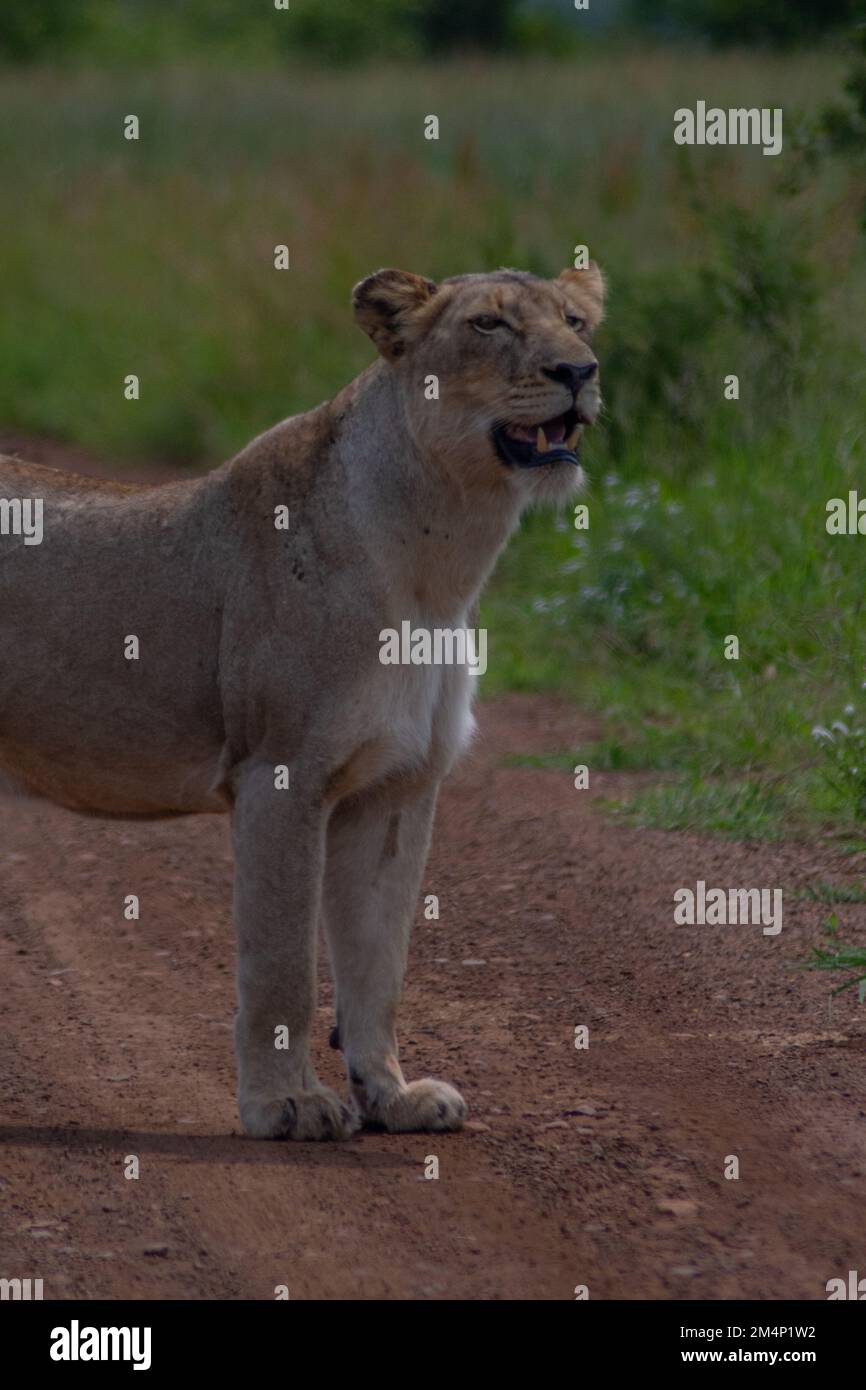 A mighty lioness standing on a trail Stock Photo - Alamy