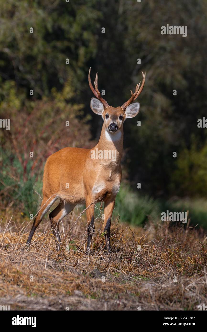 Adult marsh deer blastocerus dichotomus hi-res stock photography and ...