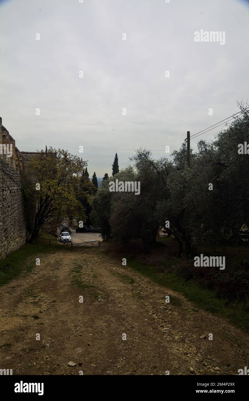 Downhill dirt path bordered by a boundary wall and an olive tree grove ...