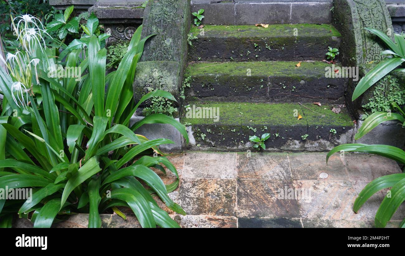 Old stone steps with lots of green moss Stock Photo - Alamy