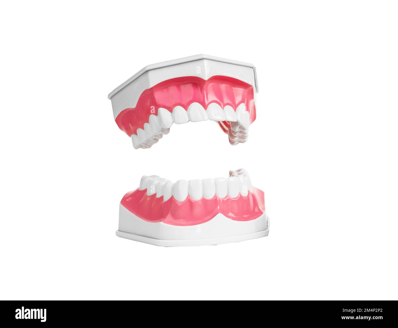 Teeth of open jaw model. Tooth isolated on white background. High ...