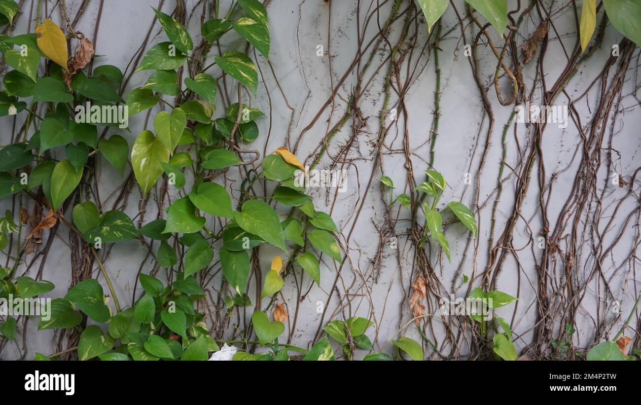 Betel tree hi-res stock photography and images - Alamy