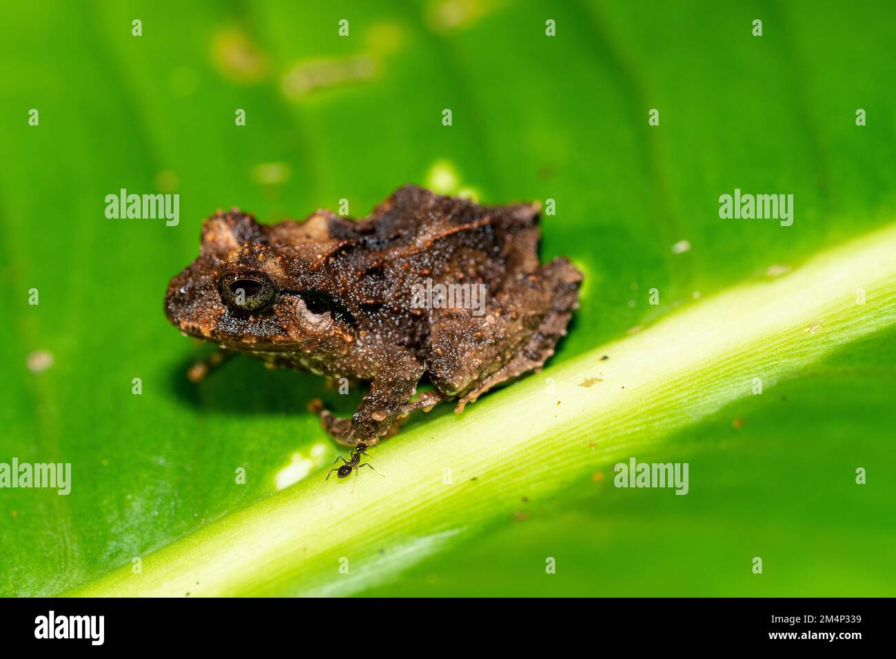 Atlantic brod-headed litter frog Stock Photo - Alamy