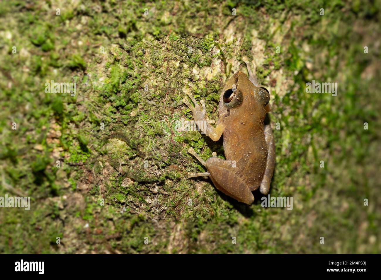 Pygmy rain frog Stock Photo - Alamy